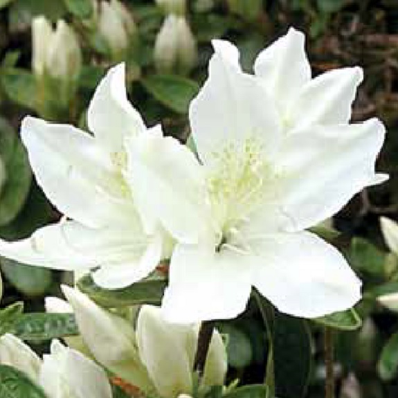 Thirkettle Nurseries ... Our Plants