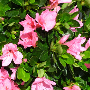 Thirkettle Nurseries ... Our Plants