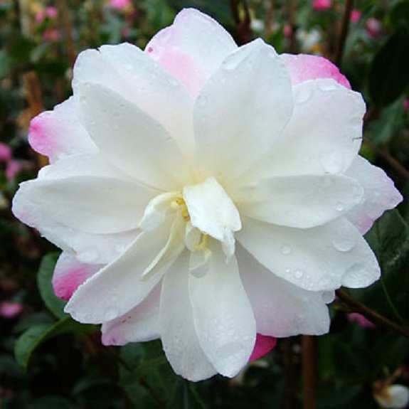 Thirkettle Nurseries ... Our Plants
