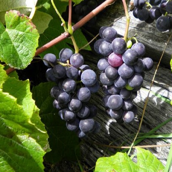 Thirkettle Nurseries ... Our Plants