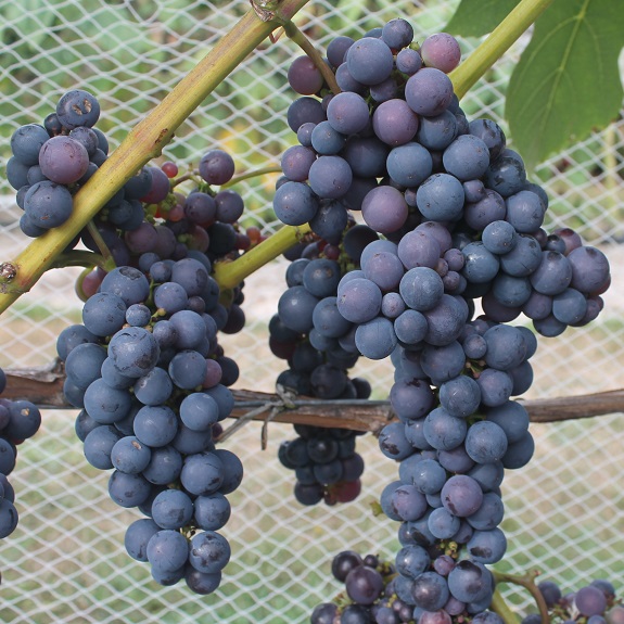 Thirkettle Nurseries ... Our Plants