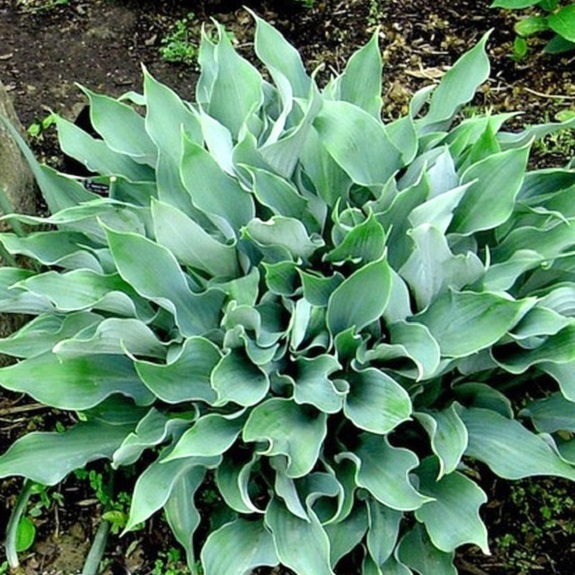 Thirkettle Nurseries ... Our Plants