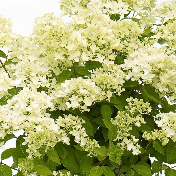 Thirkettle Nurseries ... Our Plants