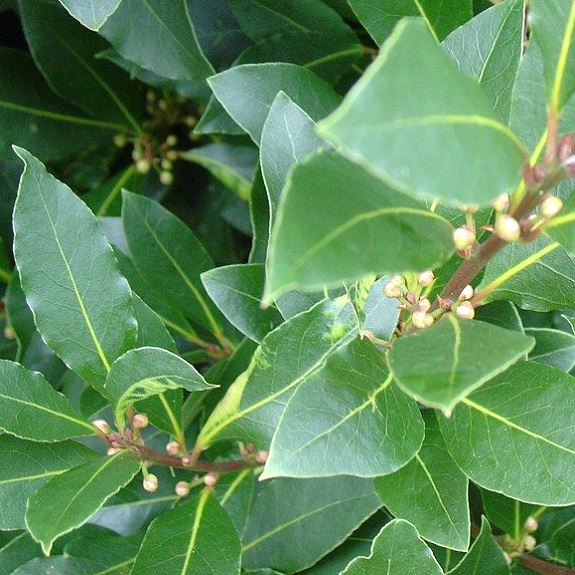 Thirkettle Nurseries ... Our Plants