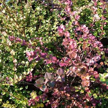 Thirkettle Nurseries ... Our Plants