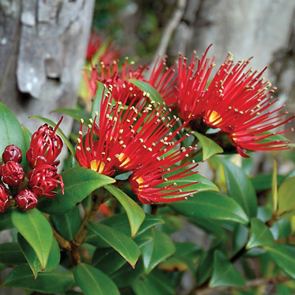 Thirkettle Nurseries ... Our Plants