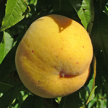 Thirkettle Nurseries ... Our Plants