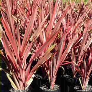 Thirkettle Nurseries ... Our Plants