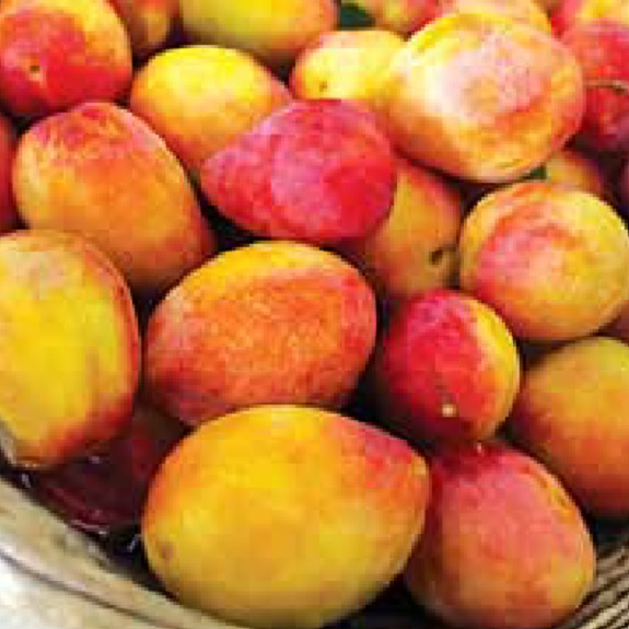 Thirkettle Nurseries ... Our Plants