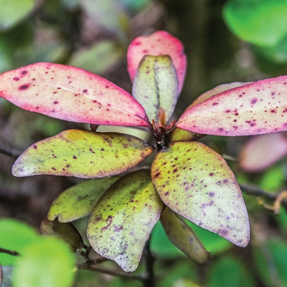 Thirkettle Nurseries ... Our Plants