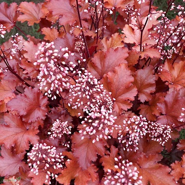 Thirkettle Nurseries ... Our Plants
