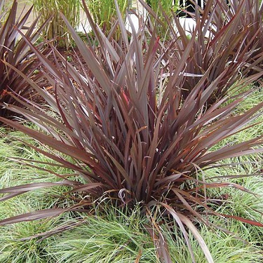 Thirkettle Nurseries ... Our Plants